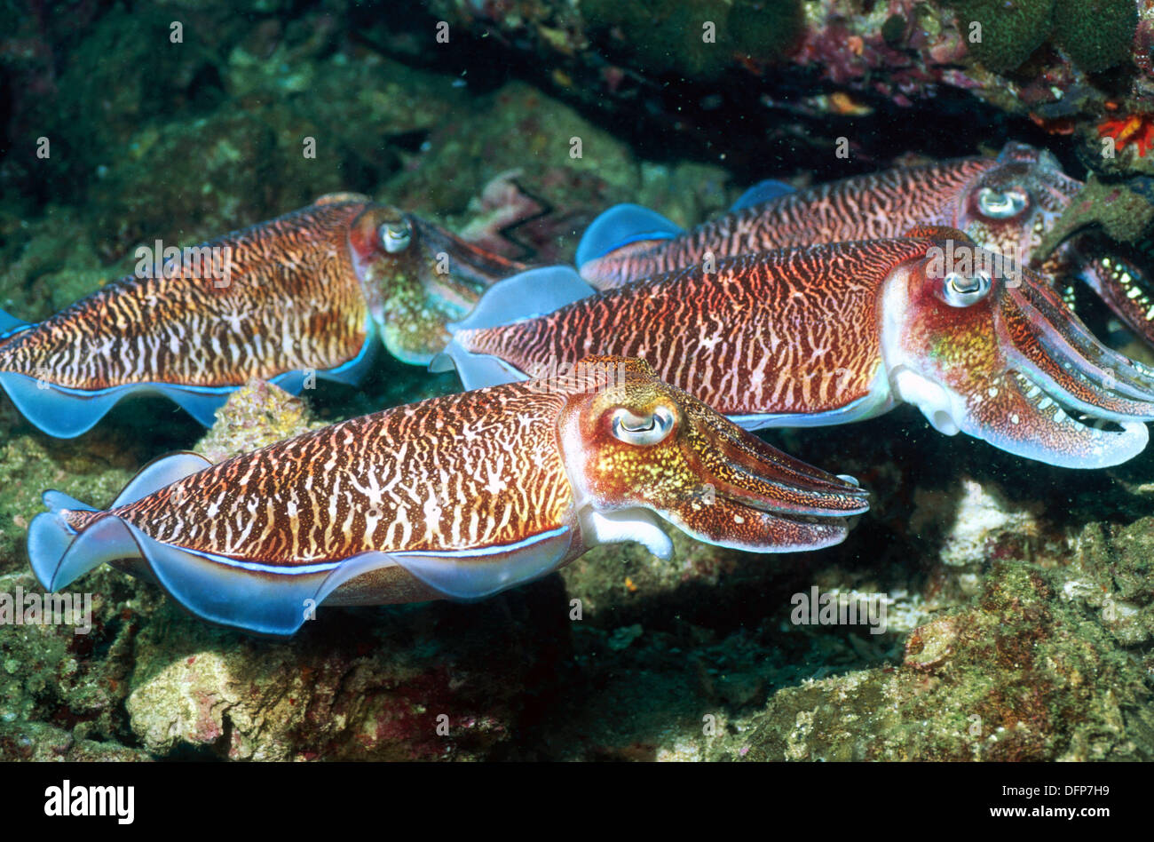 Cuttlefish pharaonis hi-res stock photography and images - Alamy