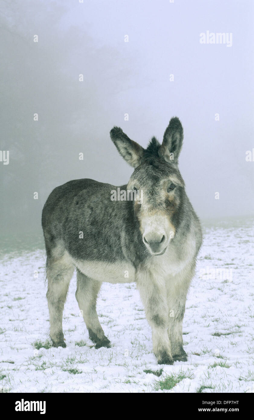 Donkey in mist hi-res stock photography and images - Alamy