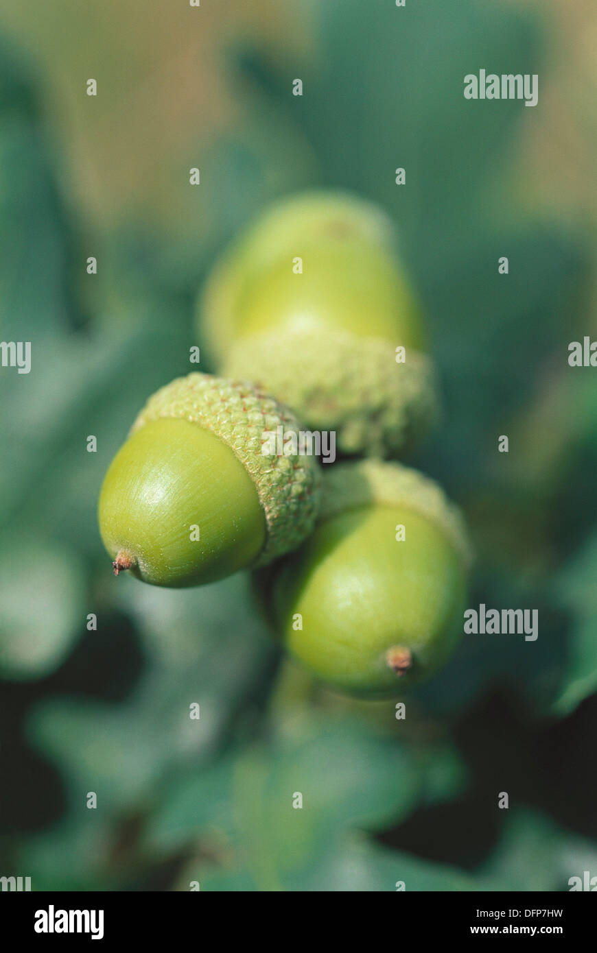 English oak tree image hi-res stock photography and images - Alamy