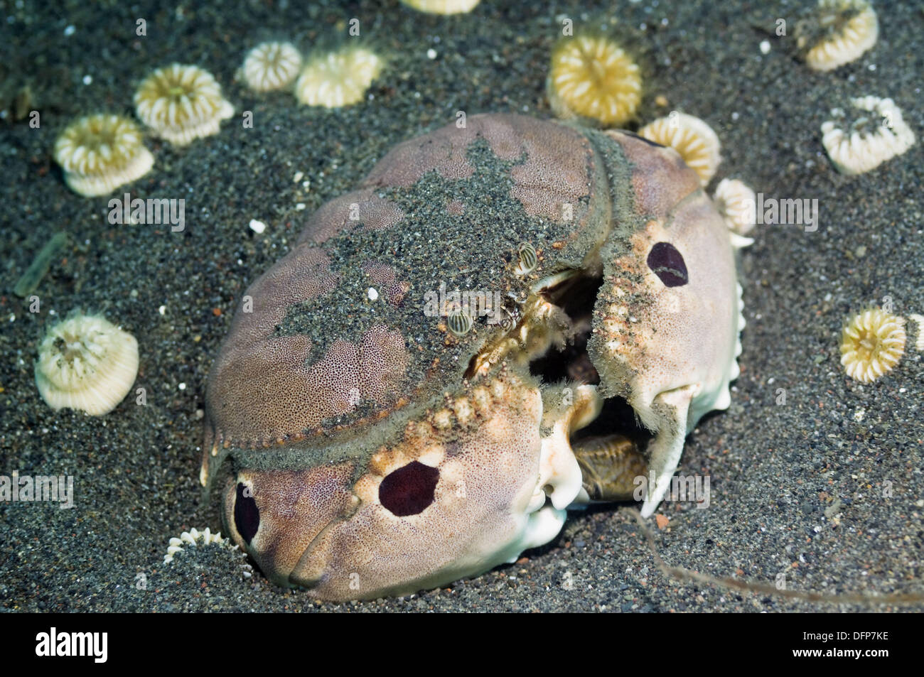 Calappa box crab hi-res stock photography and images - Alamy