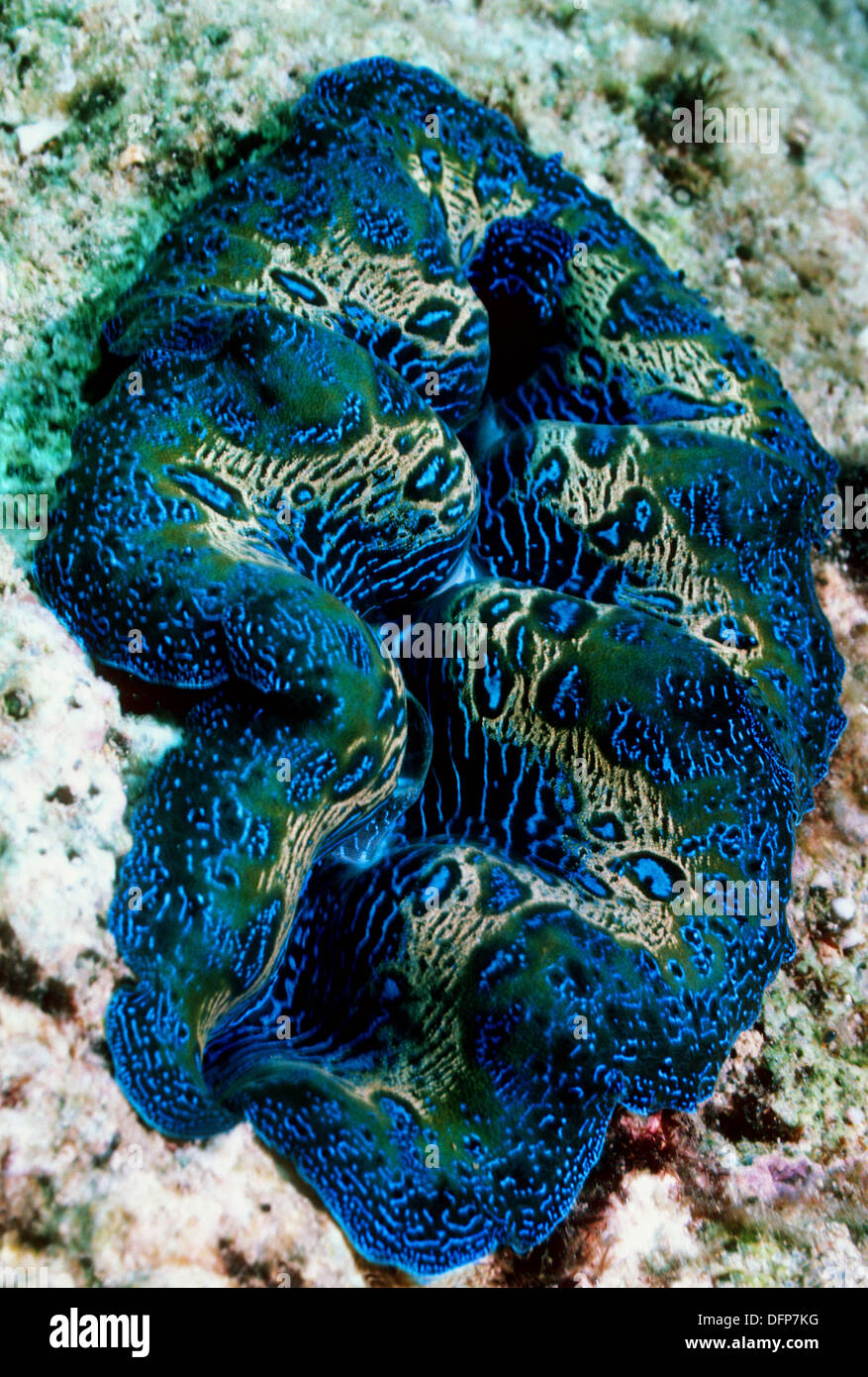 Detail of giant clam tridacna gigas High Resolution Stock Photography ...