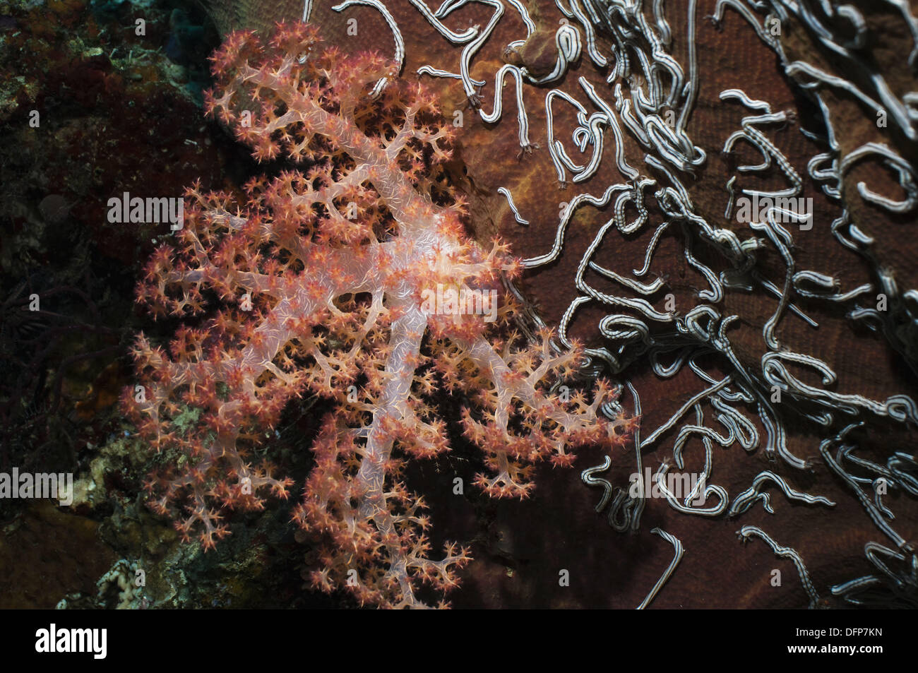 Dendronephtya hi-res stock photography and images - Alamy