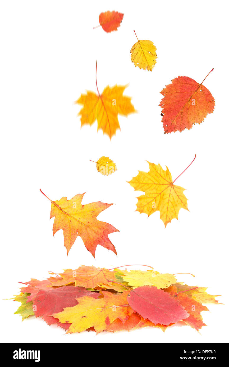 Autumn falling leaves isolated on white background Stock Photo - Alamy