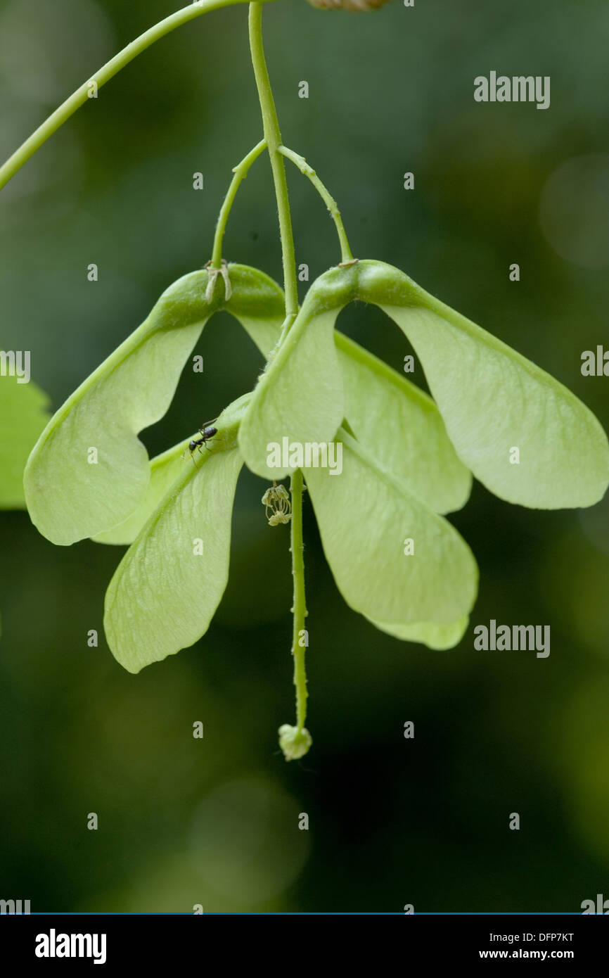 sycamore maple, acer pseudoplatanus Stock Photo - Alamy