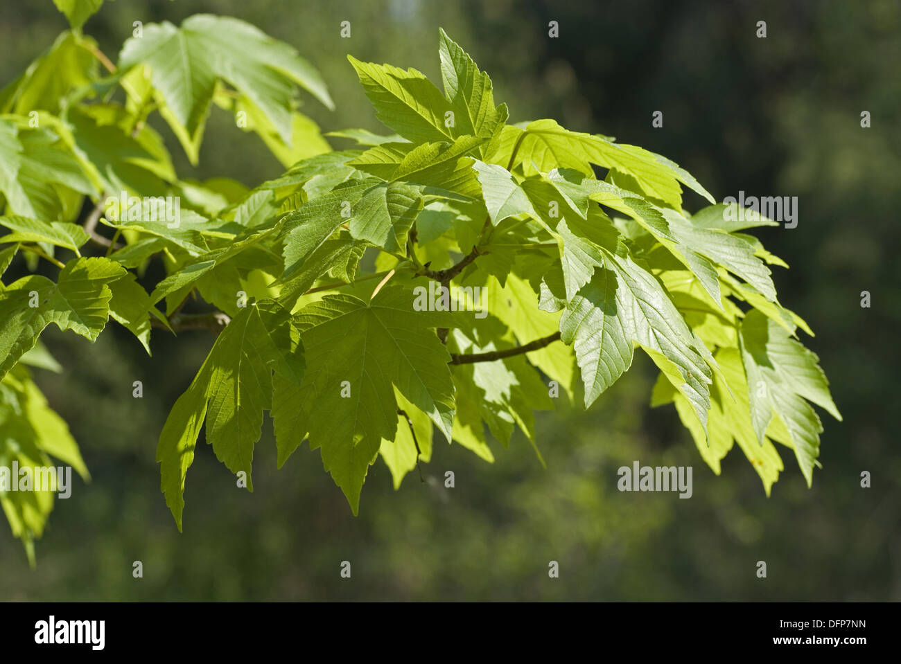 sycamore maple, acer pseudoplatanus Stock Photo - Alamy