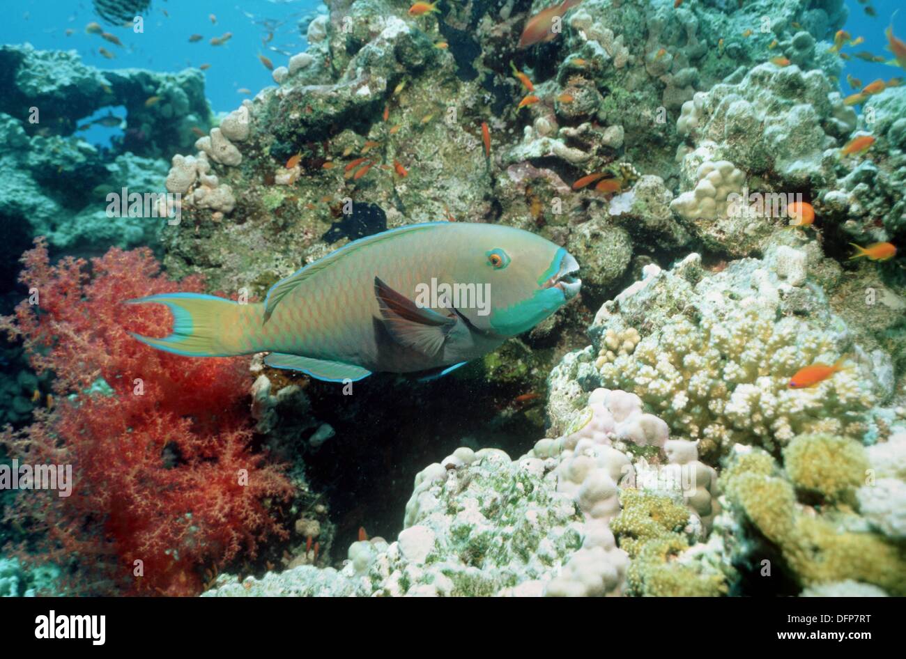 Gibbus hi-res stock photography and images - Alamy