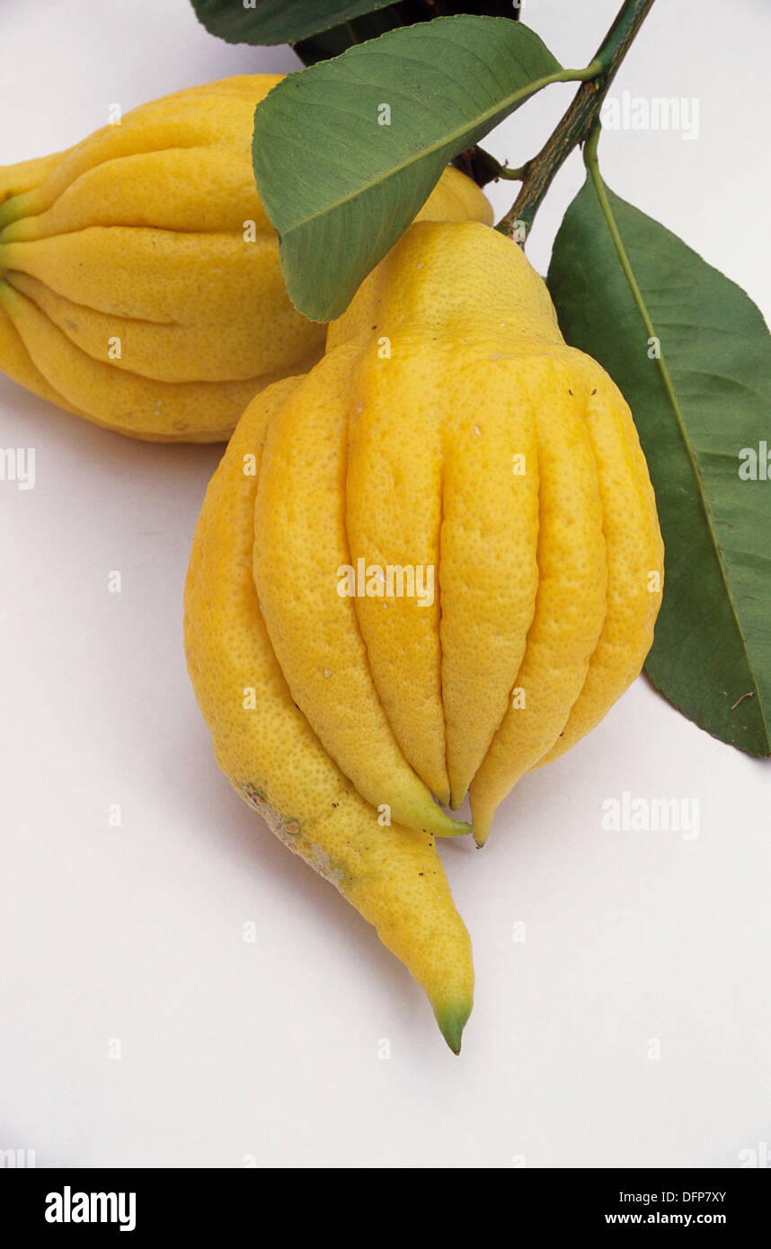 Citrus medica fingered hi-res stock photography and images - Alamy