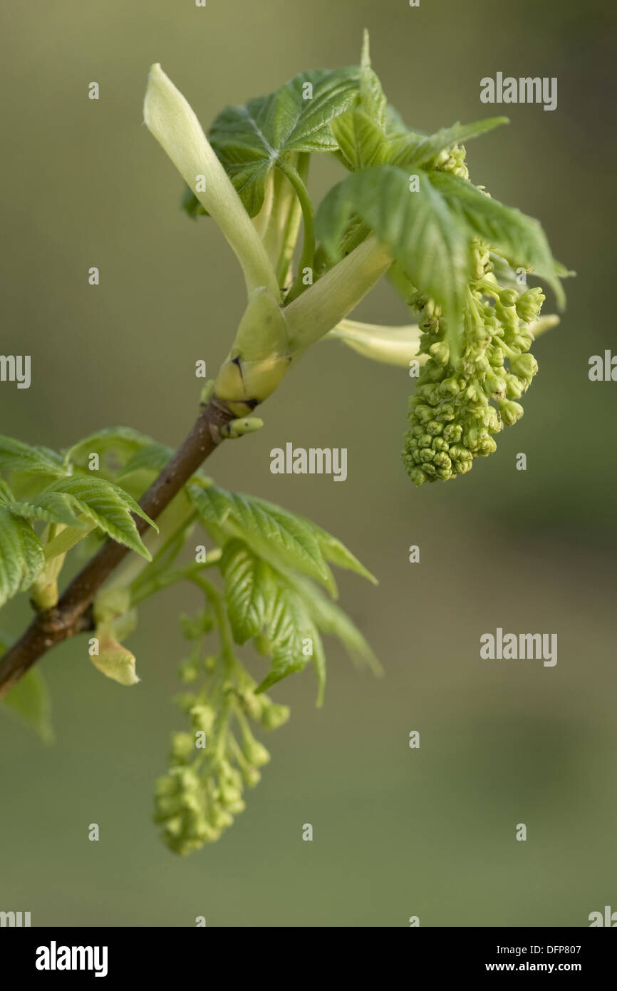 Sycamore tree blossom hi-res stock photography and images - Alamy