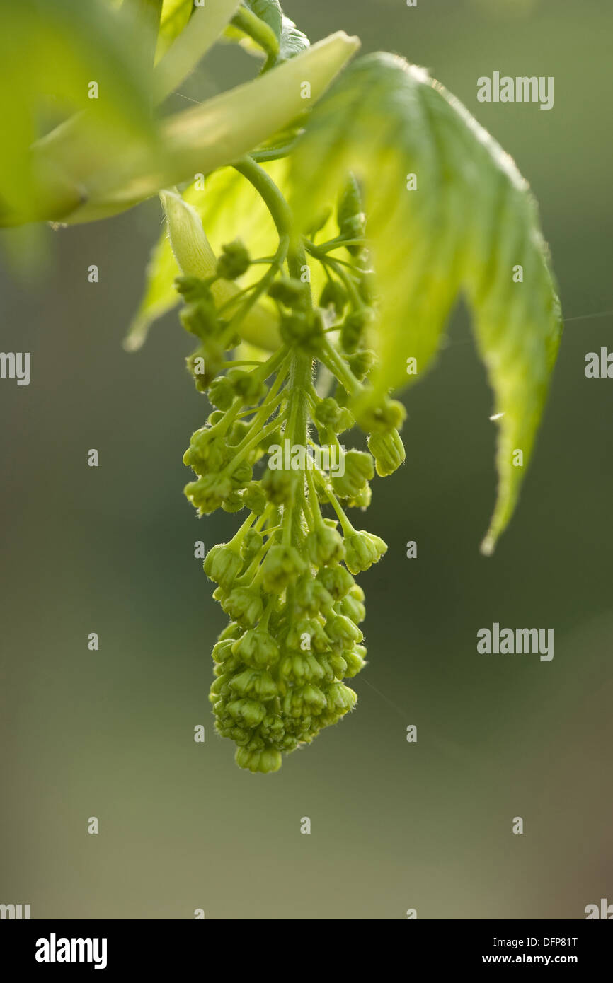 Sycamore tree blossom hi-res stock photography and images - Alamy