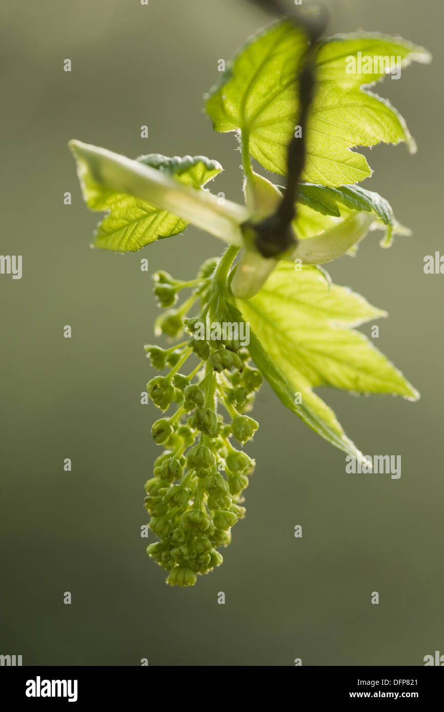 Sycamore tree blossom hi-res stock photography and images - Alamy