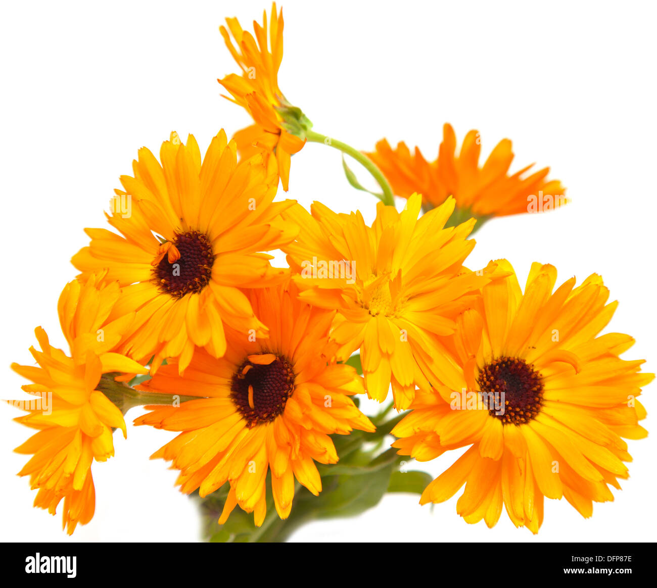 calendula flowers isolated on white background Stock Photo - Alamy