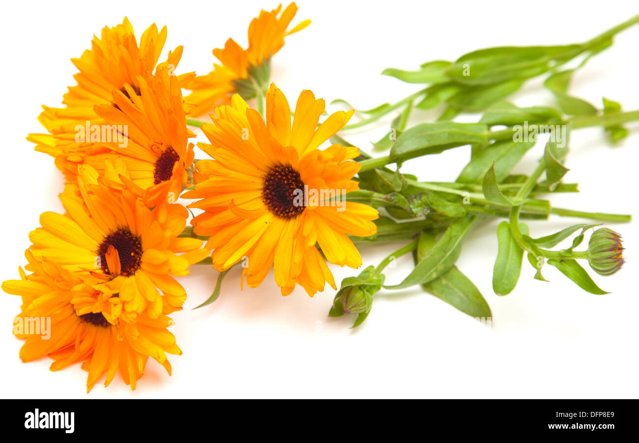 calendula flowers isolated on white background Stock Photo - Alamy