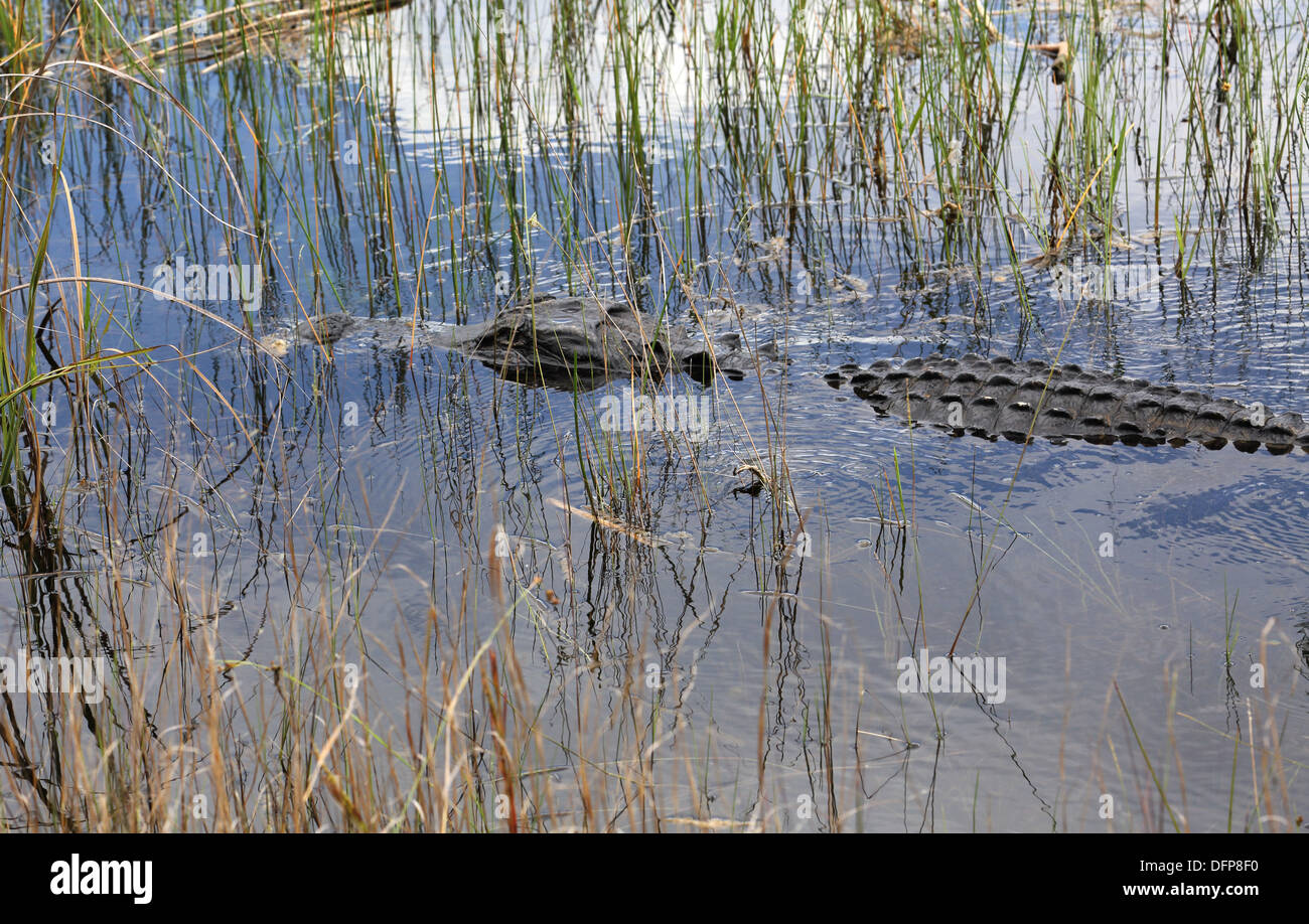 young alligators at shark valley in the everglades in southern florida ...
