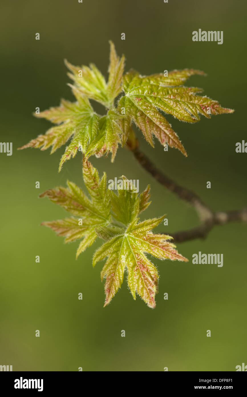 Sycamore maple young hi-res stock photography and images - Alamy