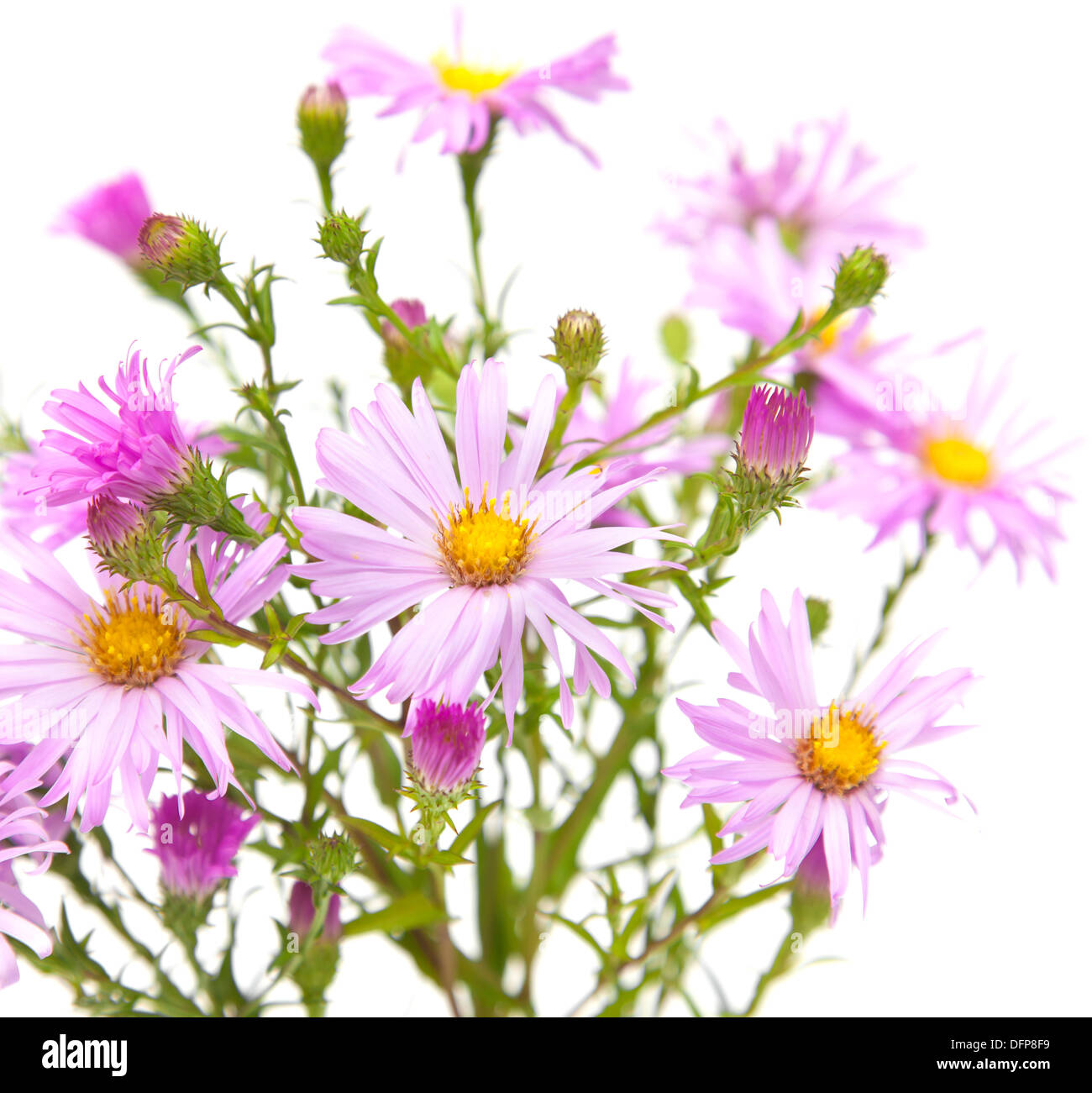 perennial asters isolated on white background Stock Photo - Alamy
