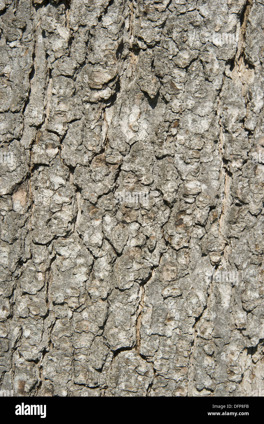 sycamore maple, acer pseudoplatanus Stock Photo - Alamy