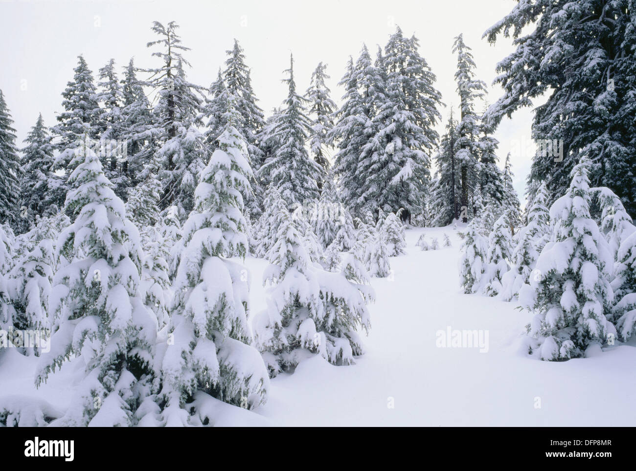 Snow covered hemlock tree hi-res stock photography and images - Alamy
