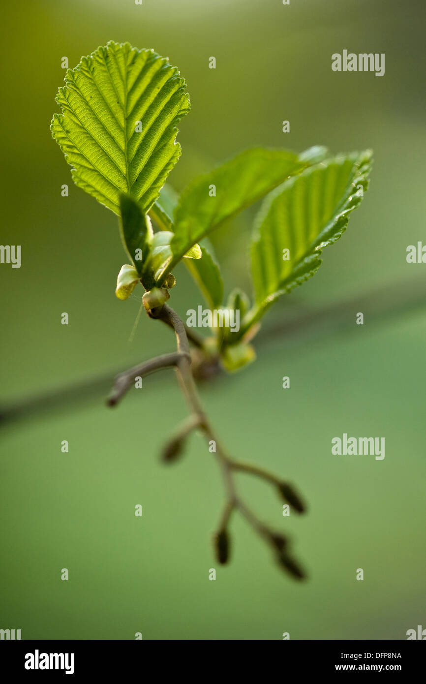Black alder hi-res stock photography and images - Alamy