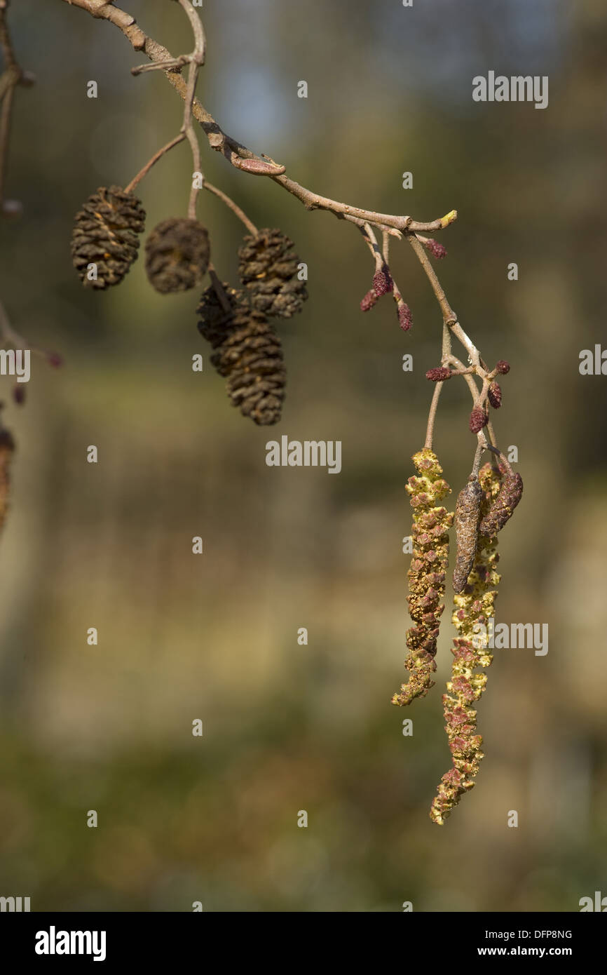 Black alder cone hi-res stock photography and images - Alamy