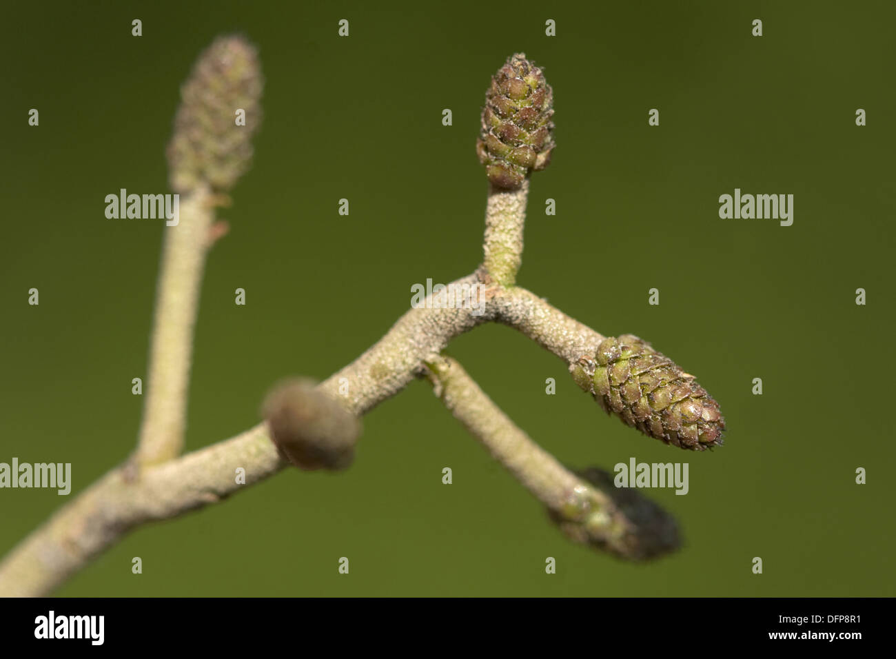 grey alder, alnus incana Stock Photo - Alamy