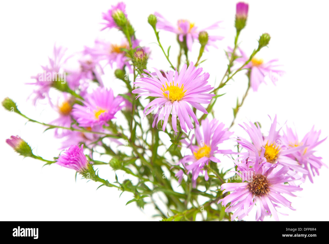 perennial asters isolated on white background Stock Photo - Alamy