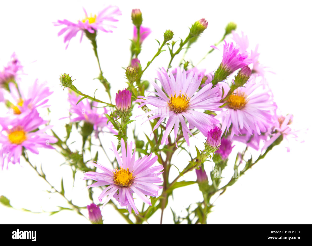 Perennial asters Cut Out Stock Images & Pictures - Alamy
