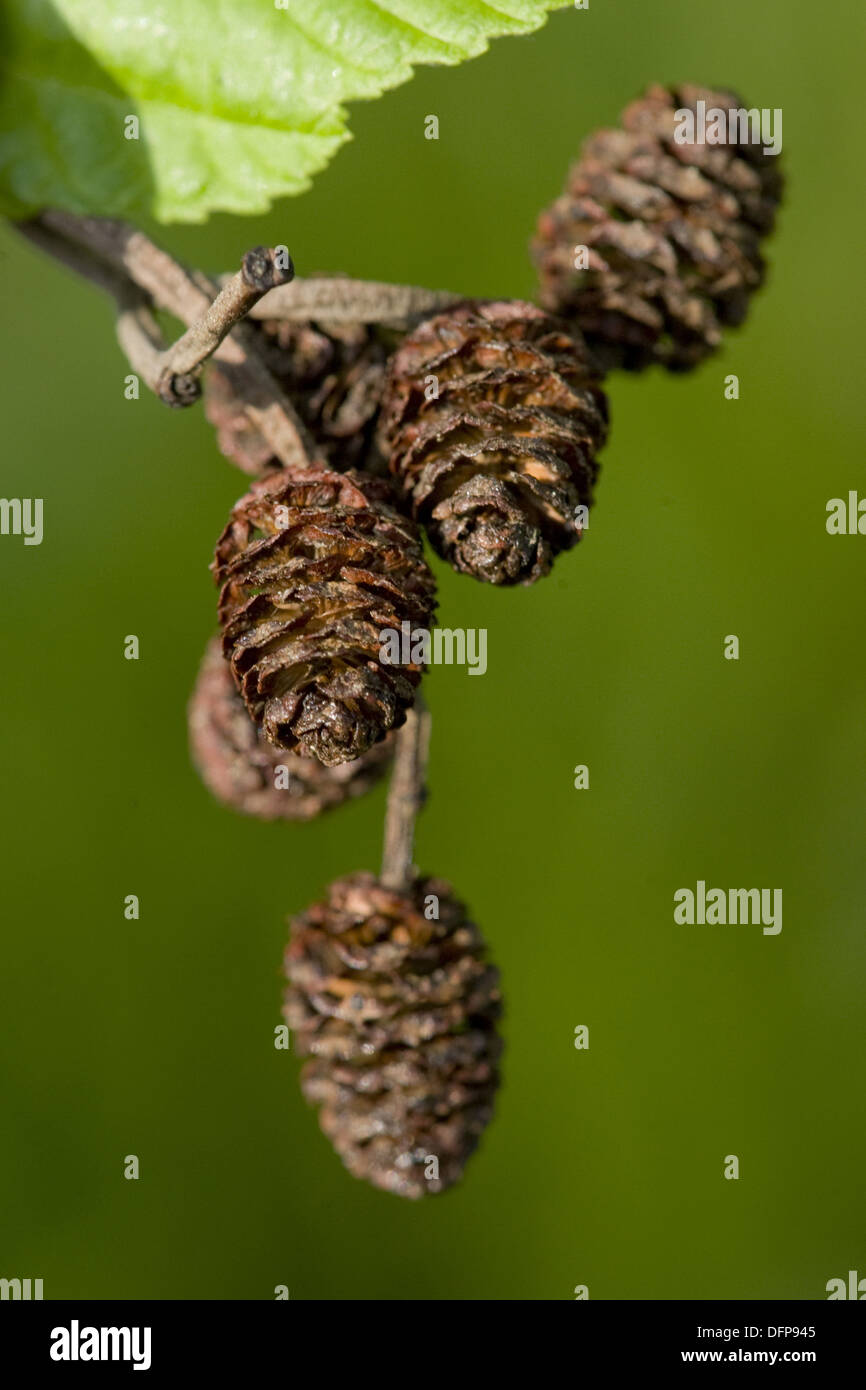 grey alder, alnus incana Stock Photo - Alamy