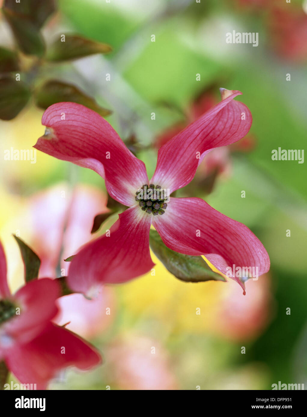 Cornus florida ‘cherokee chief’ hi-res stock photography and images - Alamy