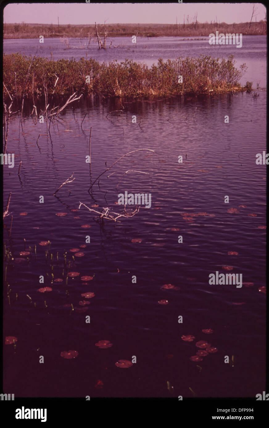 This photograph captures the lush grasses and vibrant lily pads of the ...
