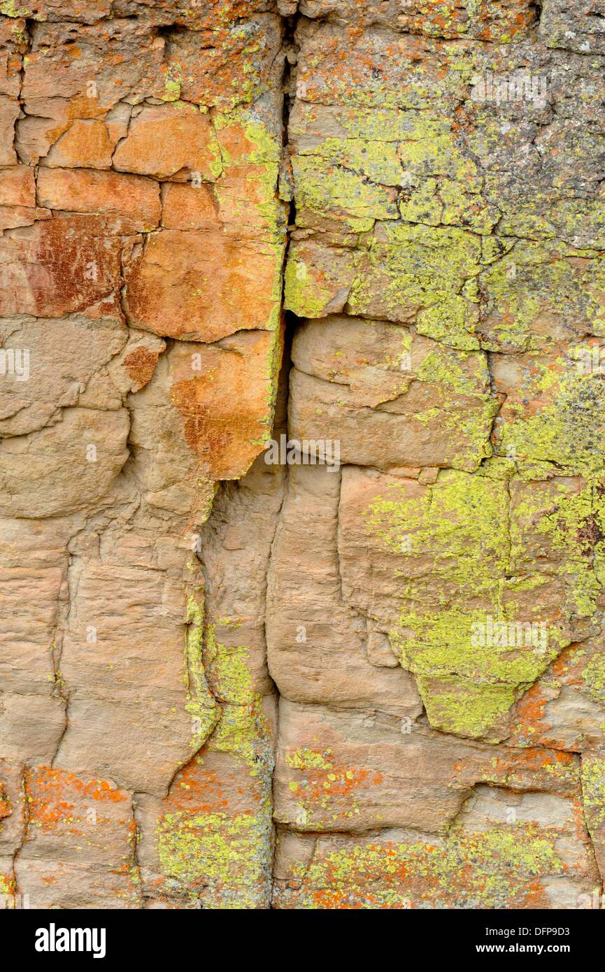 Primary Succession Lichen High Resolution Stock Photography and Images ...