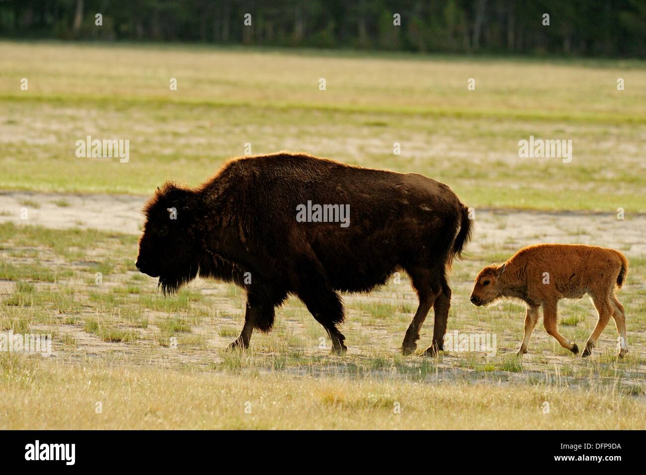 Cow bison shape hi-res stock photography and images - Alamy