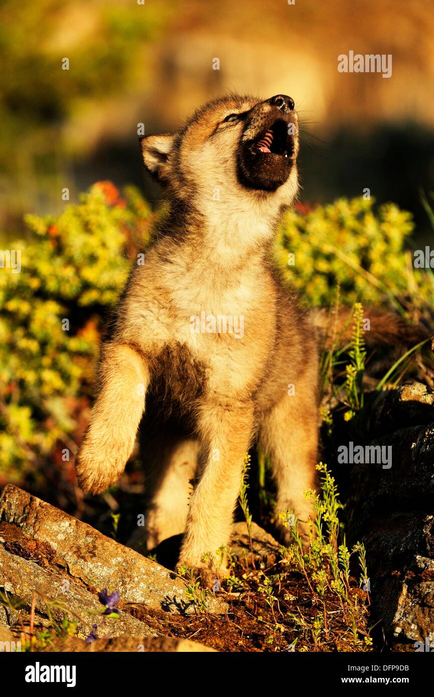 Cute Baby Gray Wolf