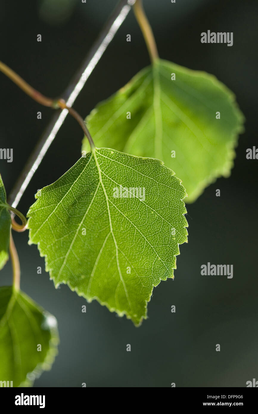 Young birch betula tree hi-res stock photography and images - Alamy