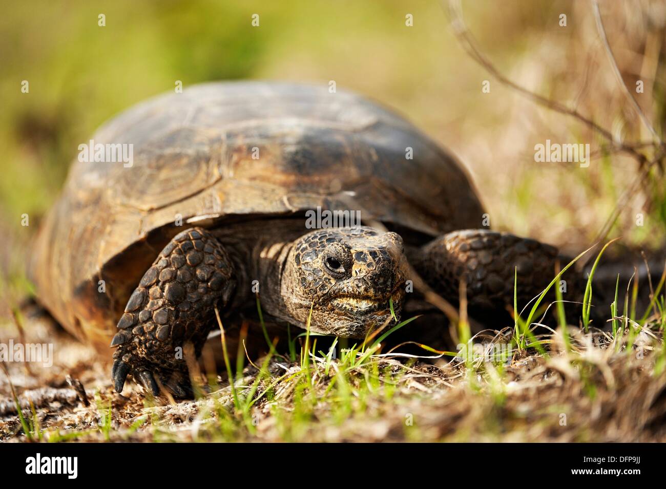 Gopher feeding hi-res stock photography and images - Alamy