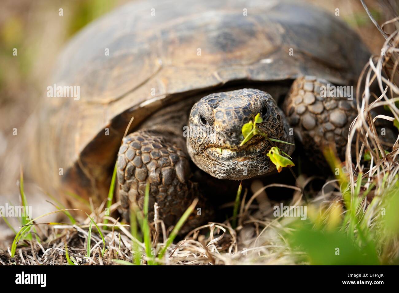 American tortoise gopherus polyphemus feeding hi-res stock photography ...