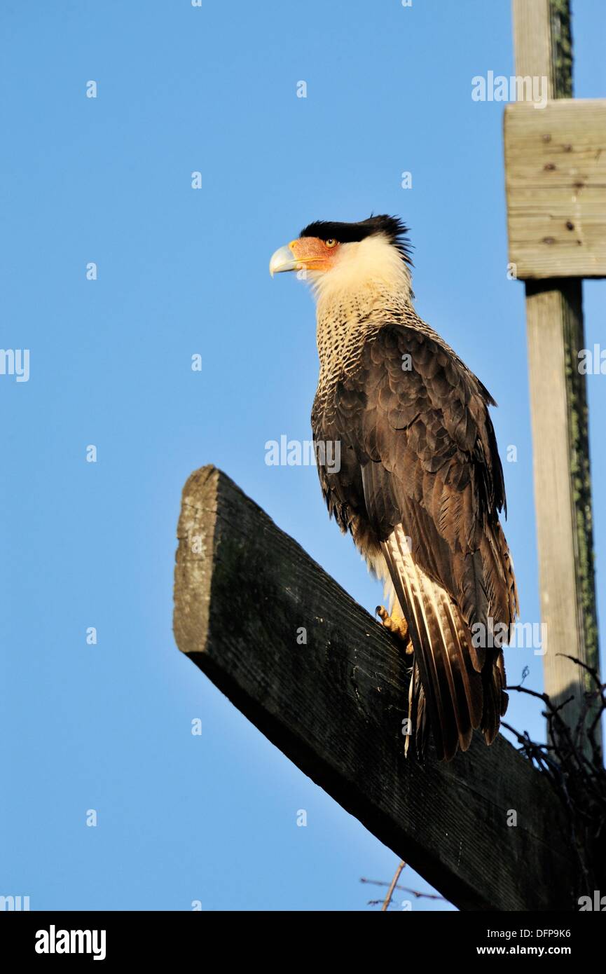 Sentinel standing hi-res stock photography and images - Alamy