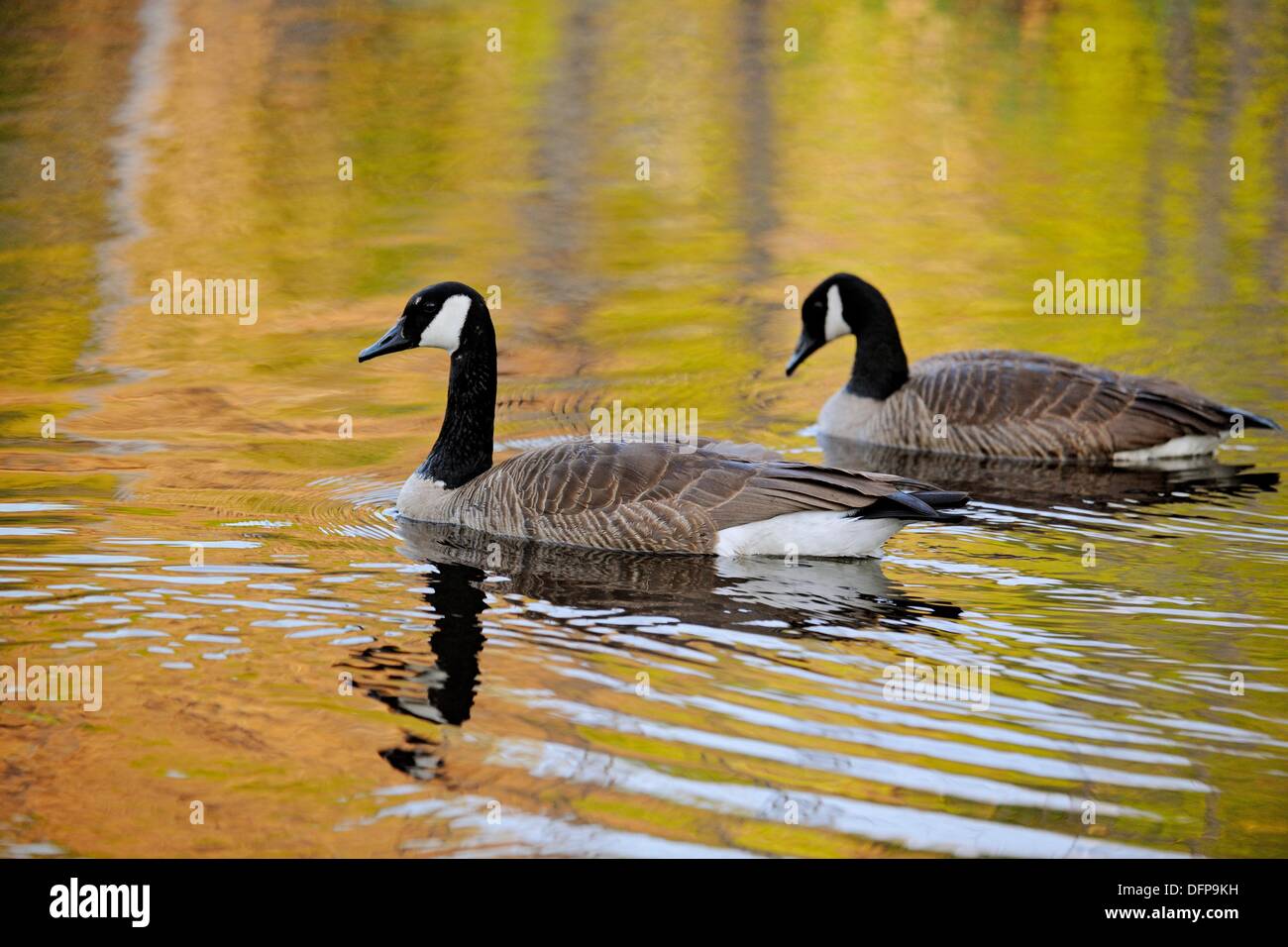 Beaverpond hi-res stock photography and images - Alamy
