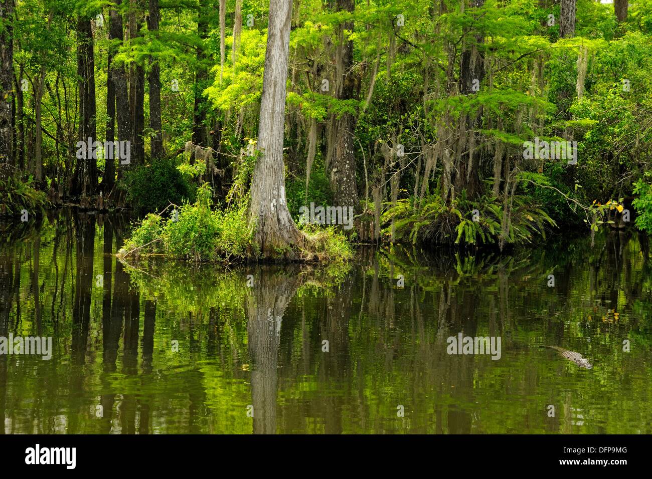 Big cypress florida landscape hi-res stock photography and images - Alamy