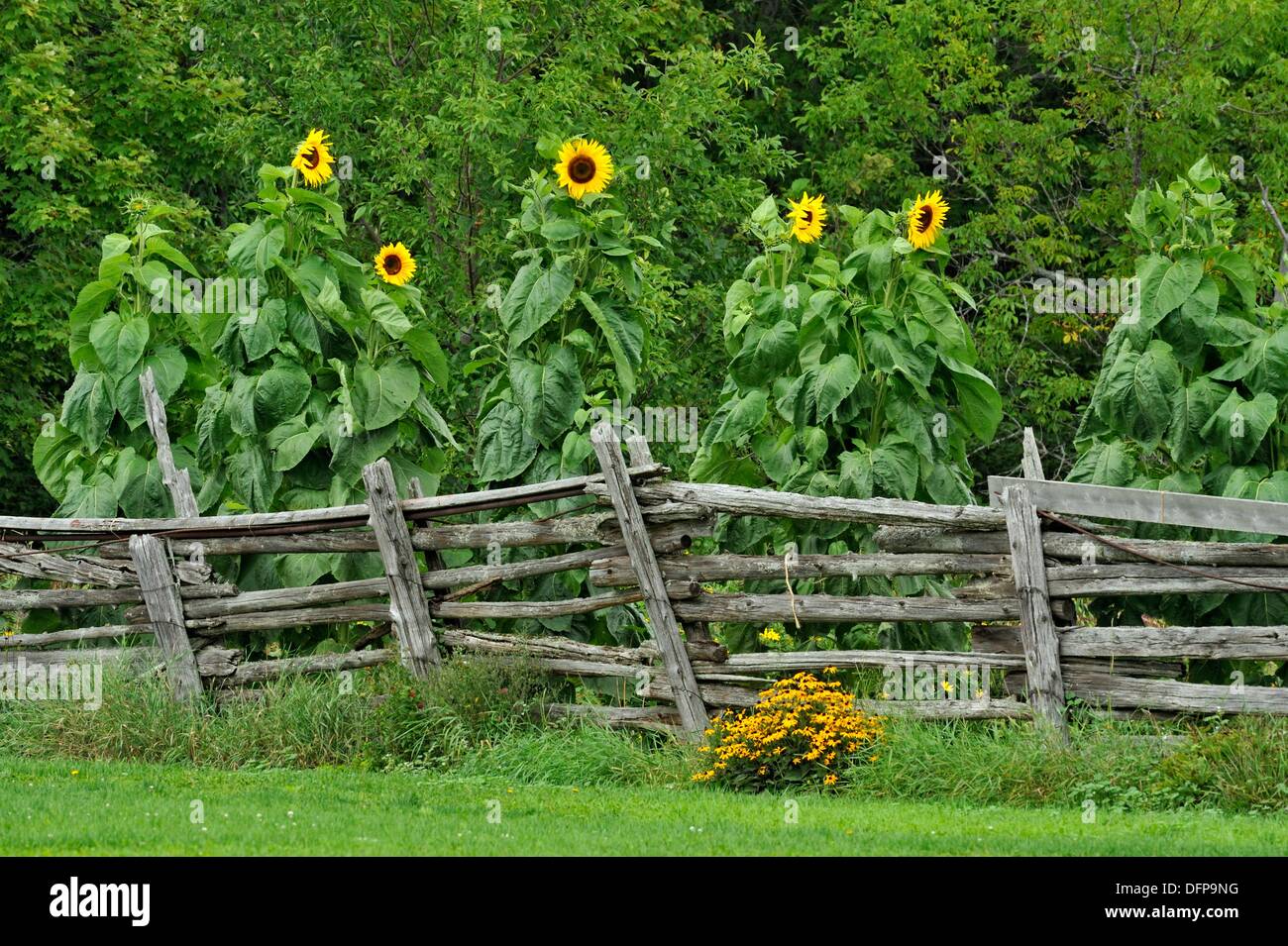 Fence sunflowers hi-res stock photography and images - Alamy