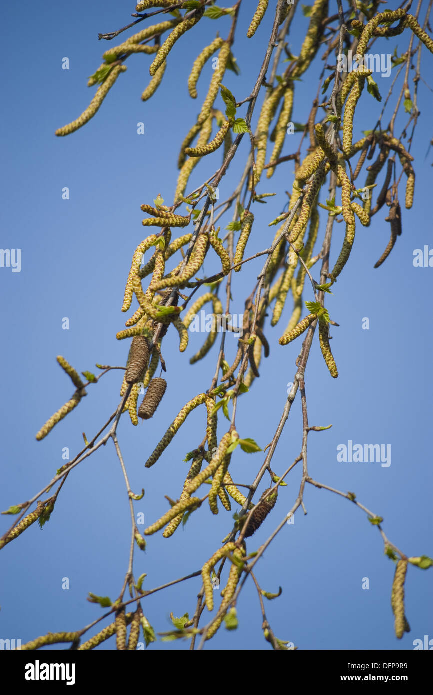 Silver birch tree flower catkin hi-res stock photography and images - Alamy