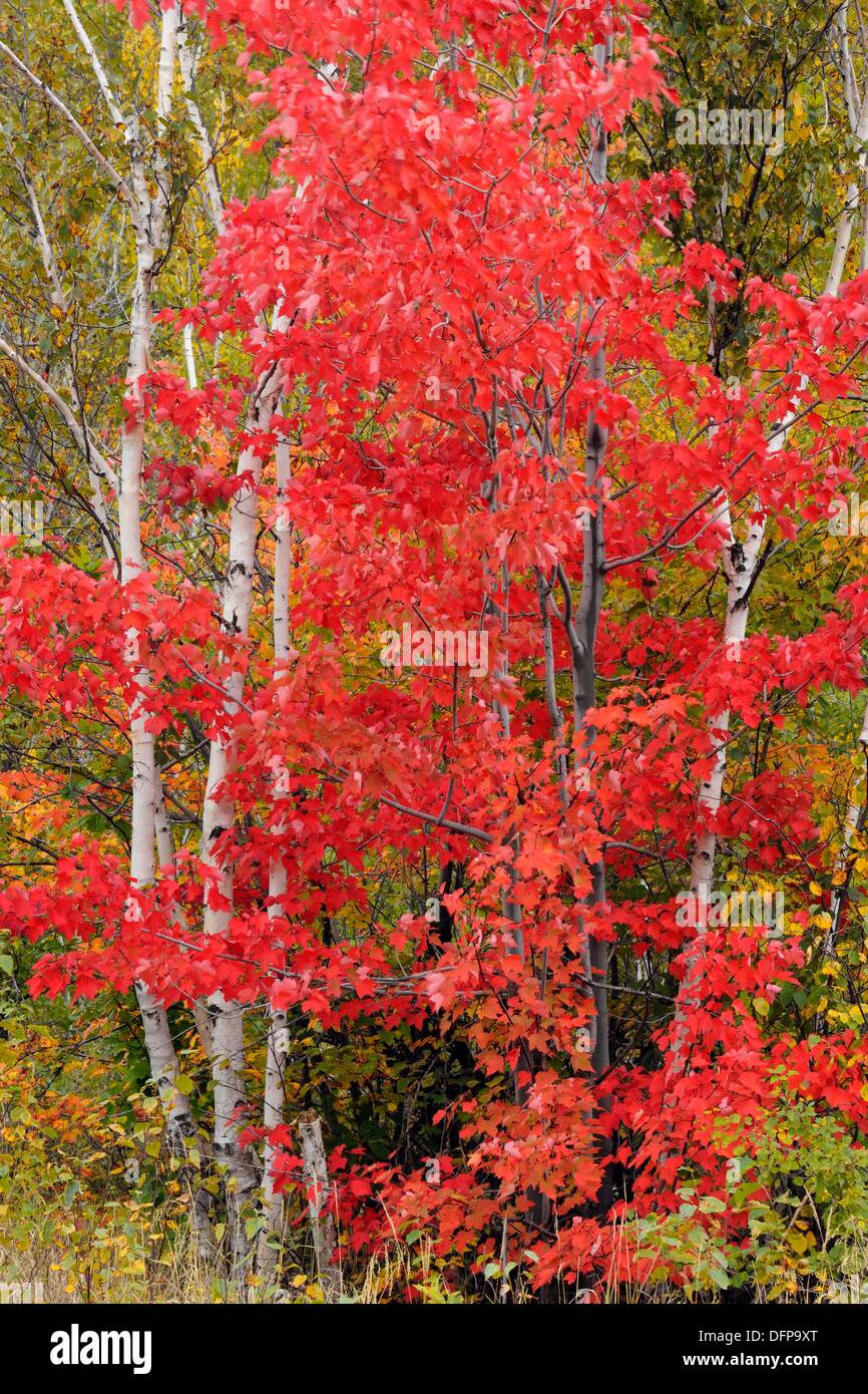 White birch tree maple leaves hi-res stock photography and images - Alamy