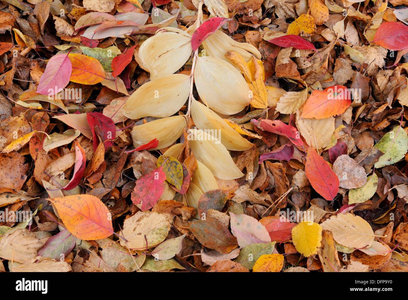 Renewal seal hi-res stock photography and images - Alamy