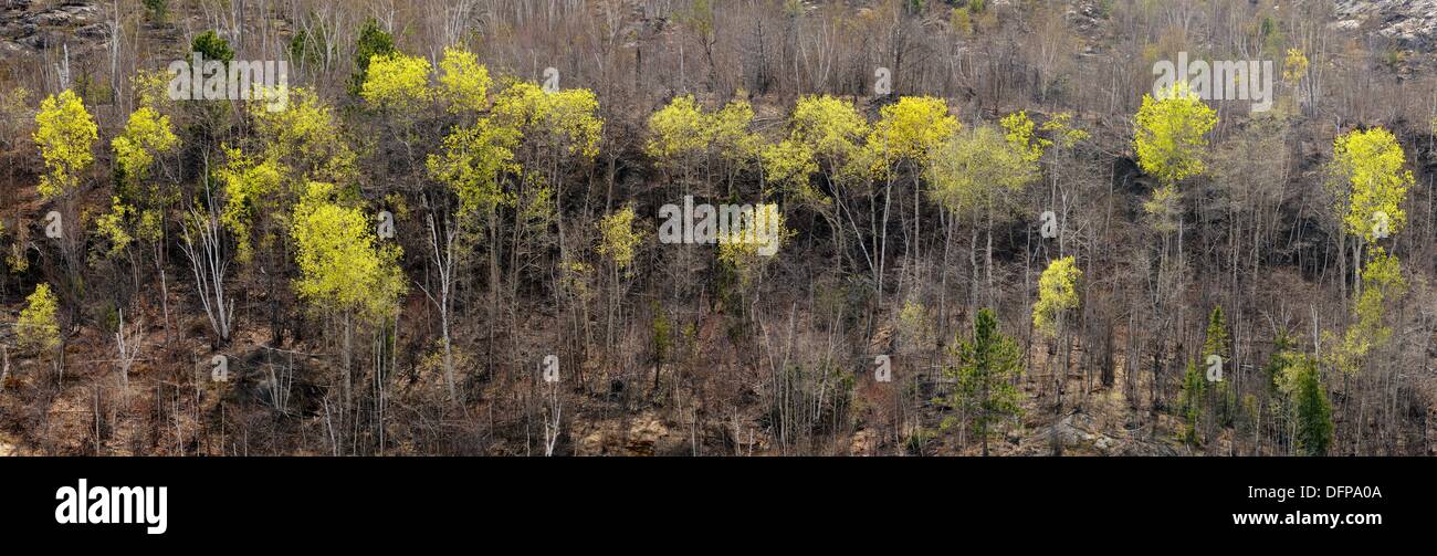 Emerging trees hi-res stock photography and images - Alamy