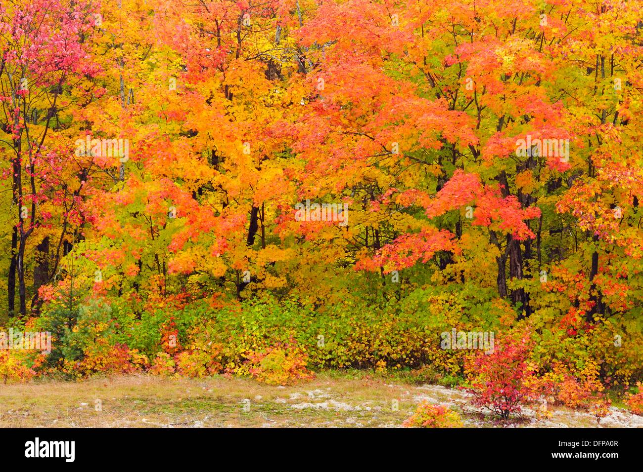 Deciduous Forest Trees Maple