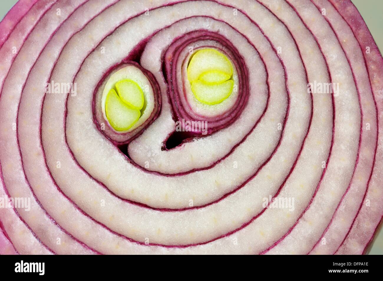 Red onion, sliced to reveal internal structure Stock Photo - Alamy