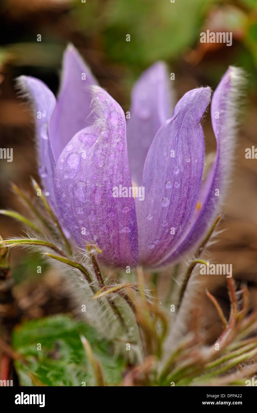 Native alberta wildflower hi-res stock photography and images - Alamy