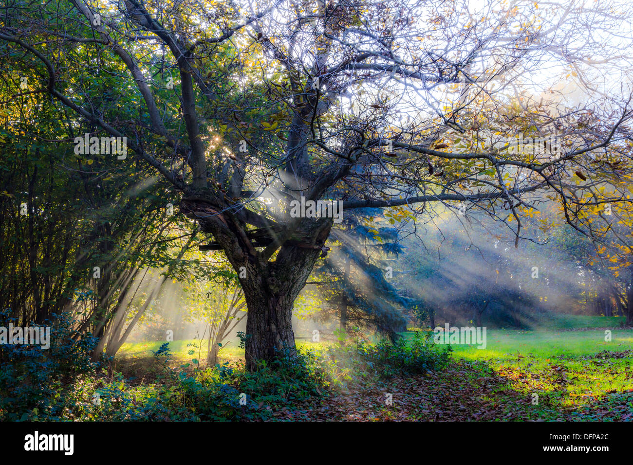 Light rays through a tree hi-res stock photography and images - Alamy