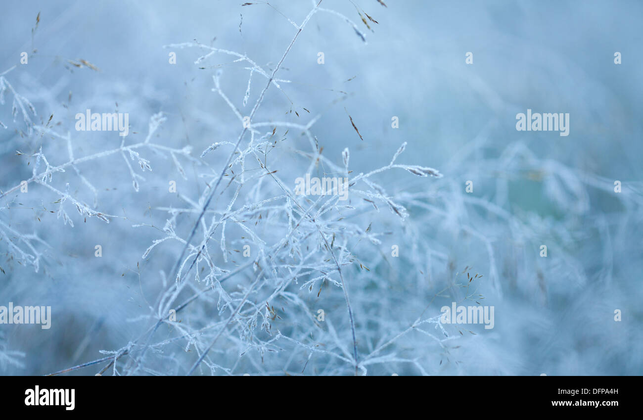 First morning frost hi-res stock photography and images - Alamy