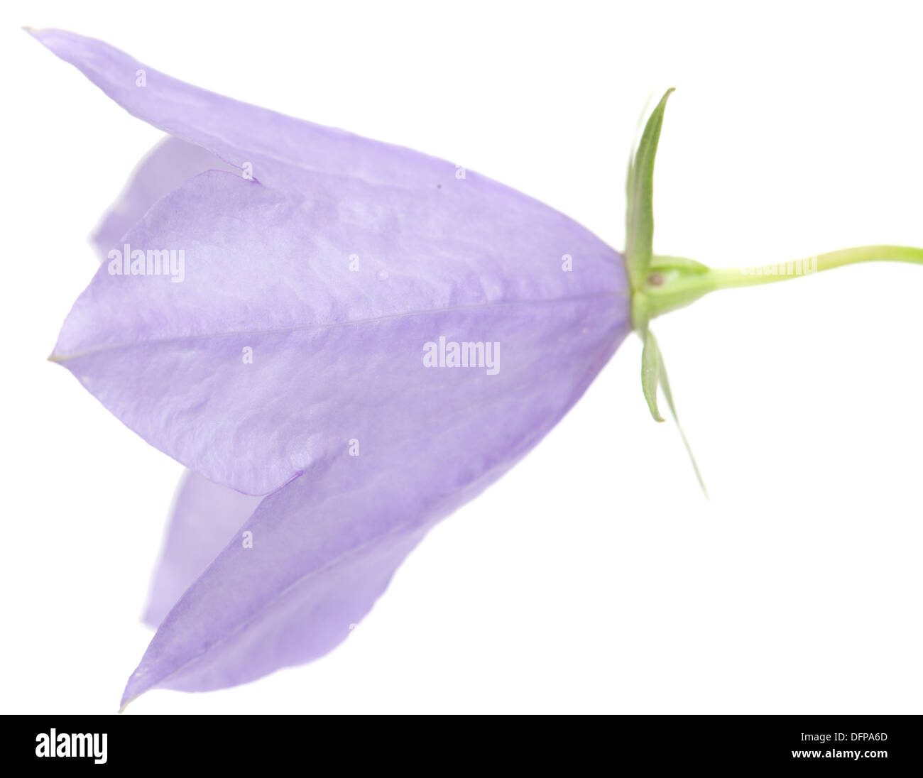 Single bluebell flower Cut Out Stock Images & Pictures - Alamy