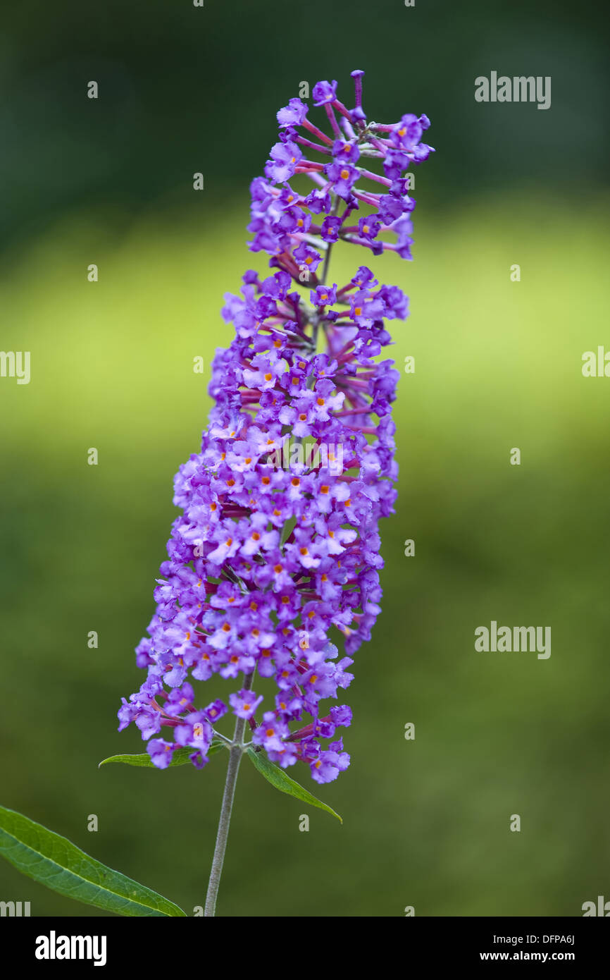 butterfly bush, buddleja davidii Stock Photo - Alamy